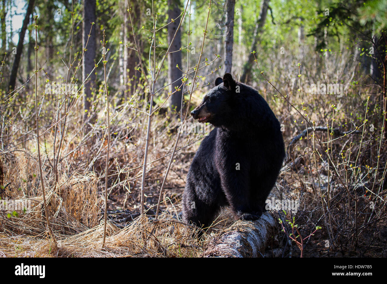 Black bear (ursus americanus) in the forest, South-central Alaska ...