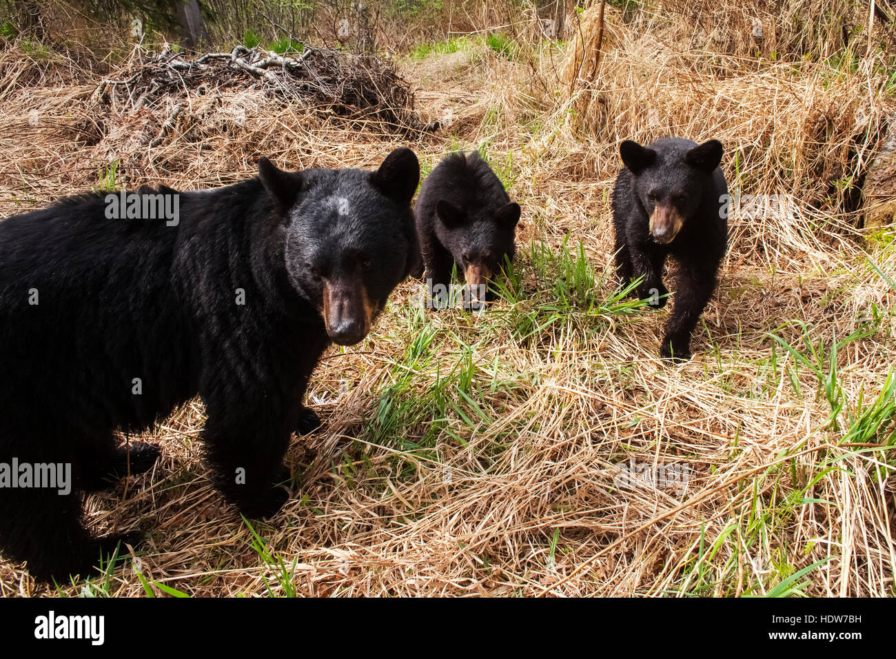 Sow Black Bear and two cubs, Southcentral Alaska, USA Stock Photo - Alamy