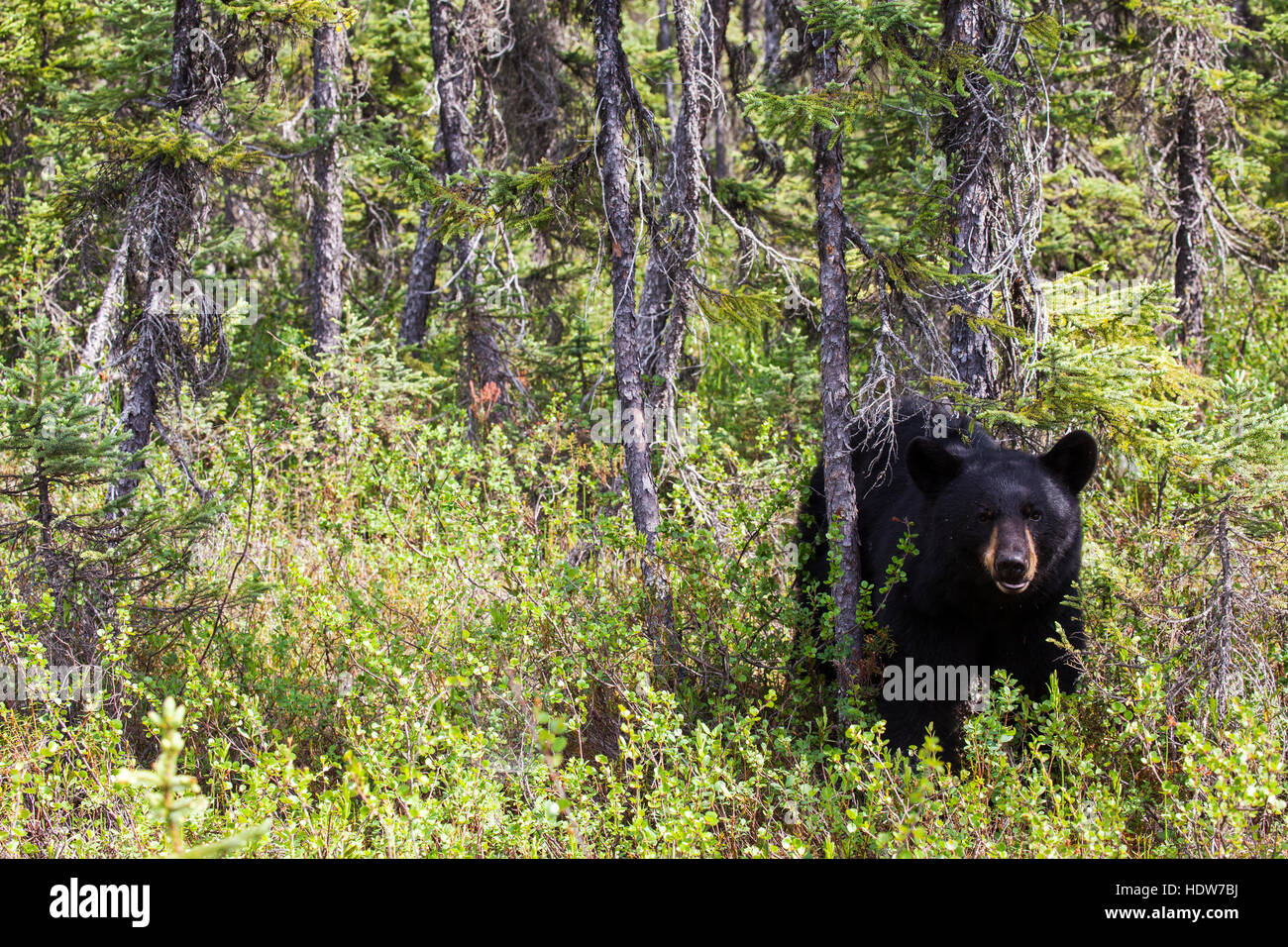 Adult black bear standing in a sunshine filled forest in summer ...