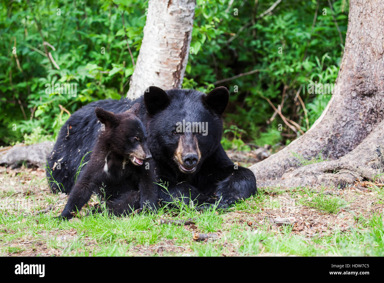 Black bear cub plays with its mother during summer, Southcentral Alaska ...
