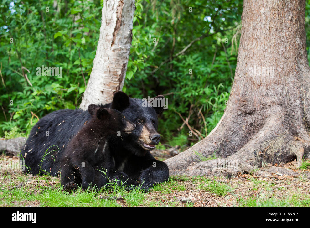 Black bear cub plays with its mother during summer, Southcentral Alaska ...