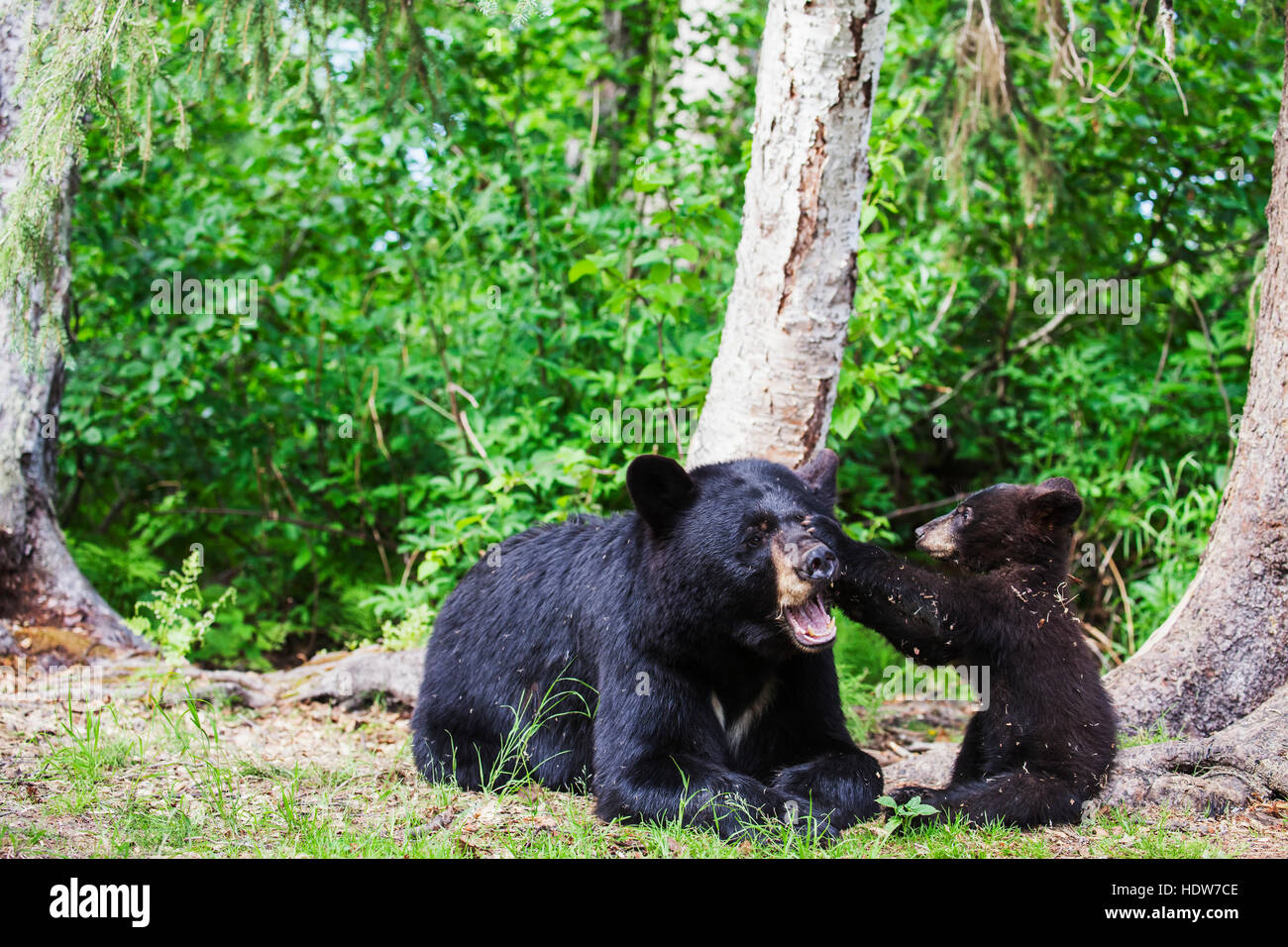 Black bear cub plays with its mother during summer, Southcentral Alaska ...