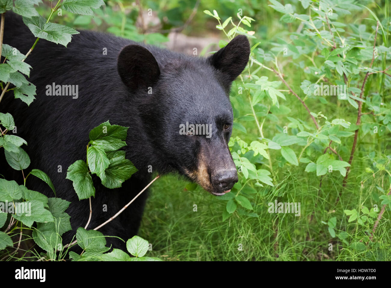 Close up of a Black bear in green foliage, Southcentral Alaska, USA ...