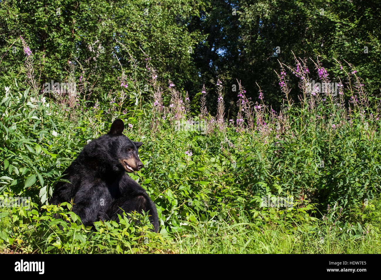 Bear sitting upright hi-res stock photography and images - Alamy