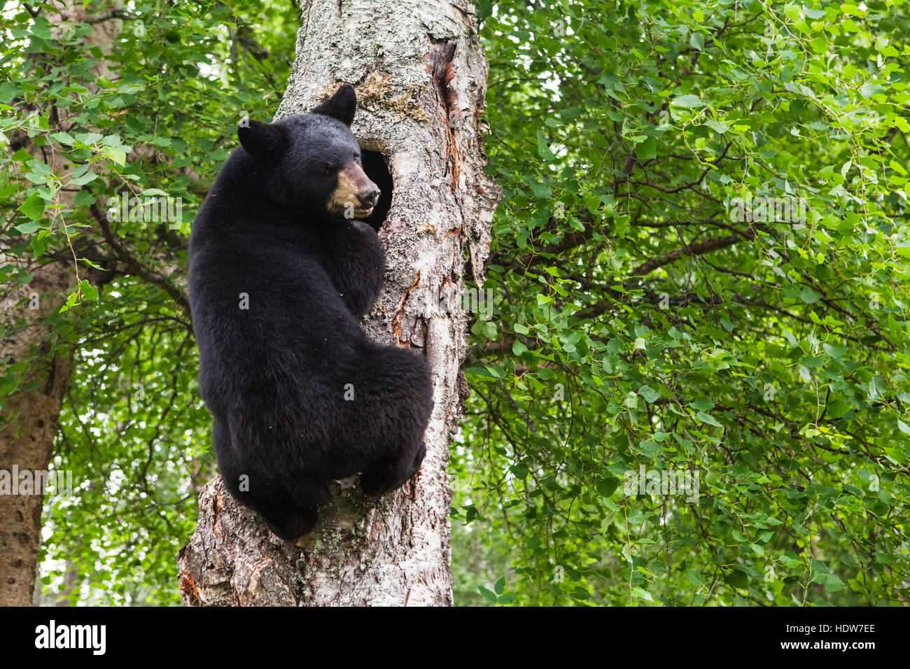 Adult black bear climbing tree hi-res stock photography and images - Alamy