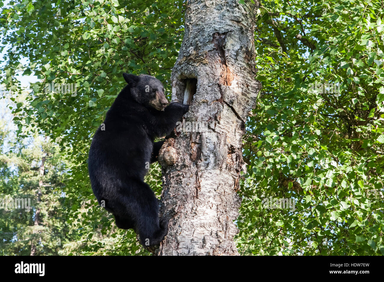 Adult Black bear climbing a tree, Southcentral Alaska, USA Stock Photo ...
