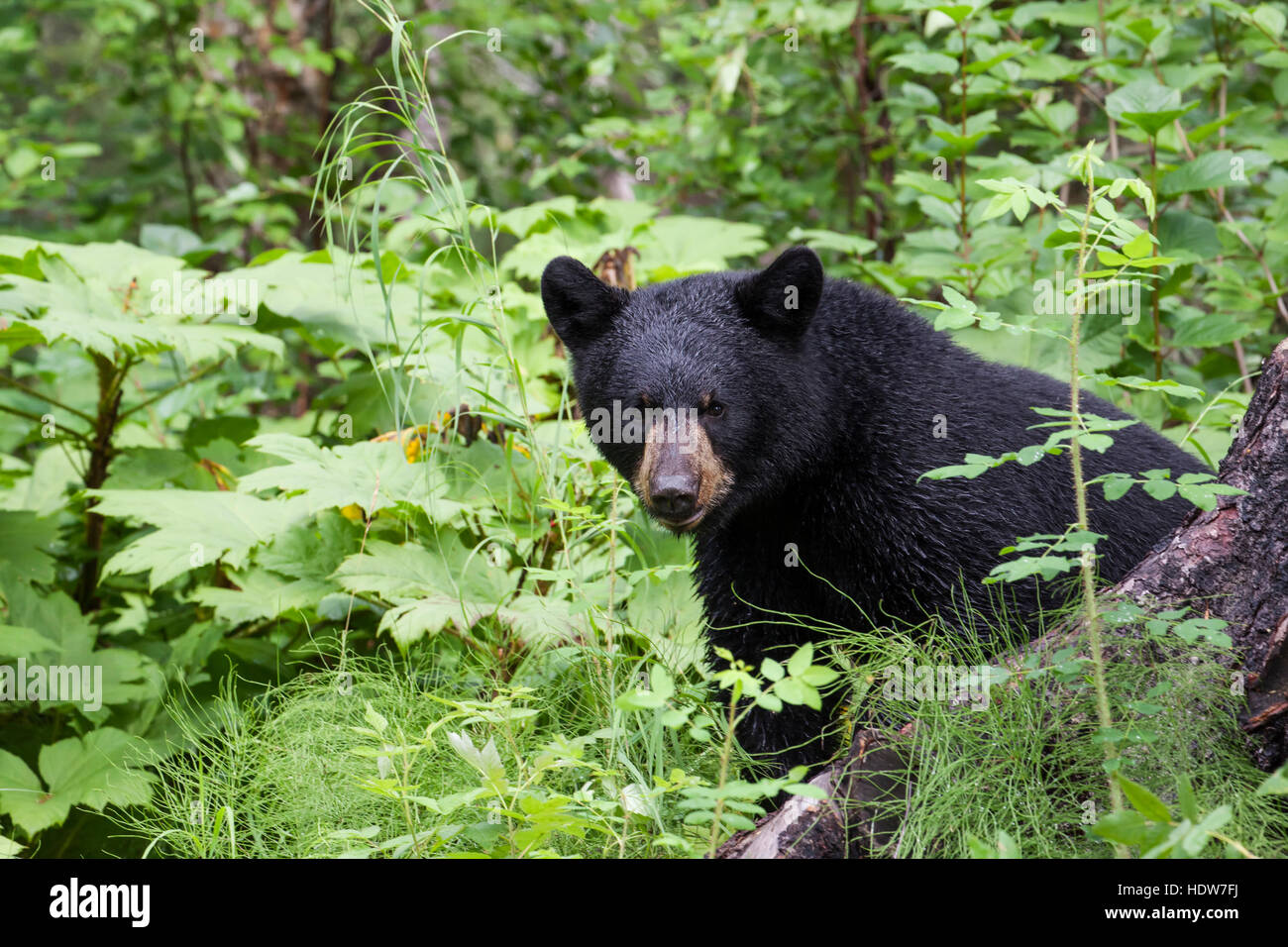 Adult Black bear sitting in the lush forest understory in summer ...