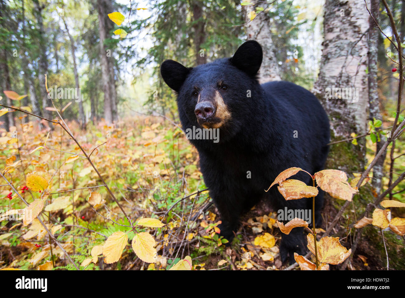 Black bear (ursus americanus) in the forest in autumn, South-central ...
