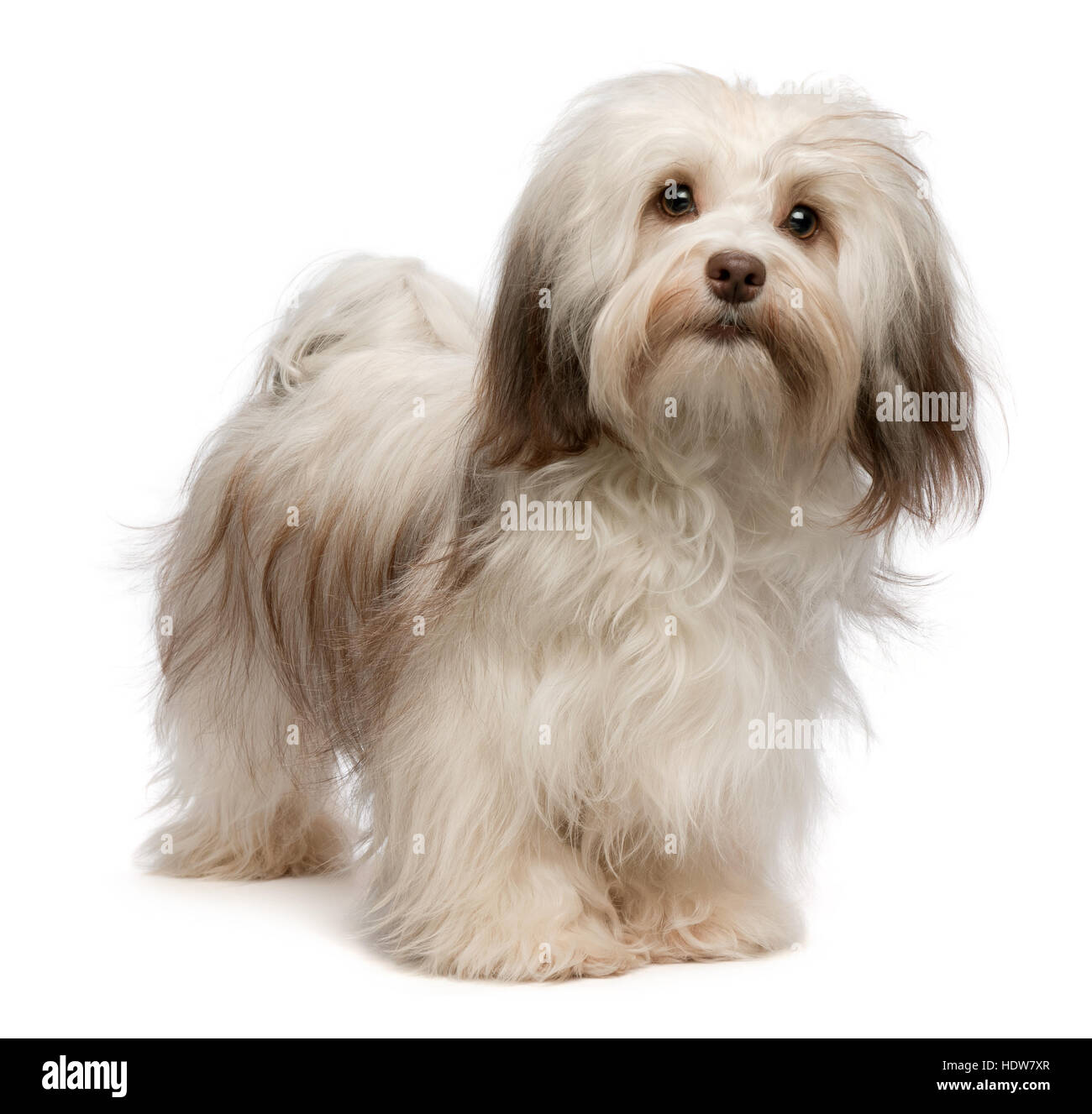 Beautiful standing chocolate colored havanese dog Stock Photo - Alamy