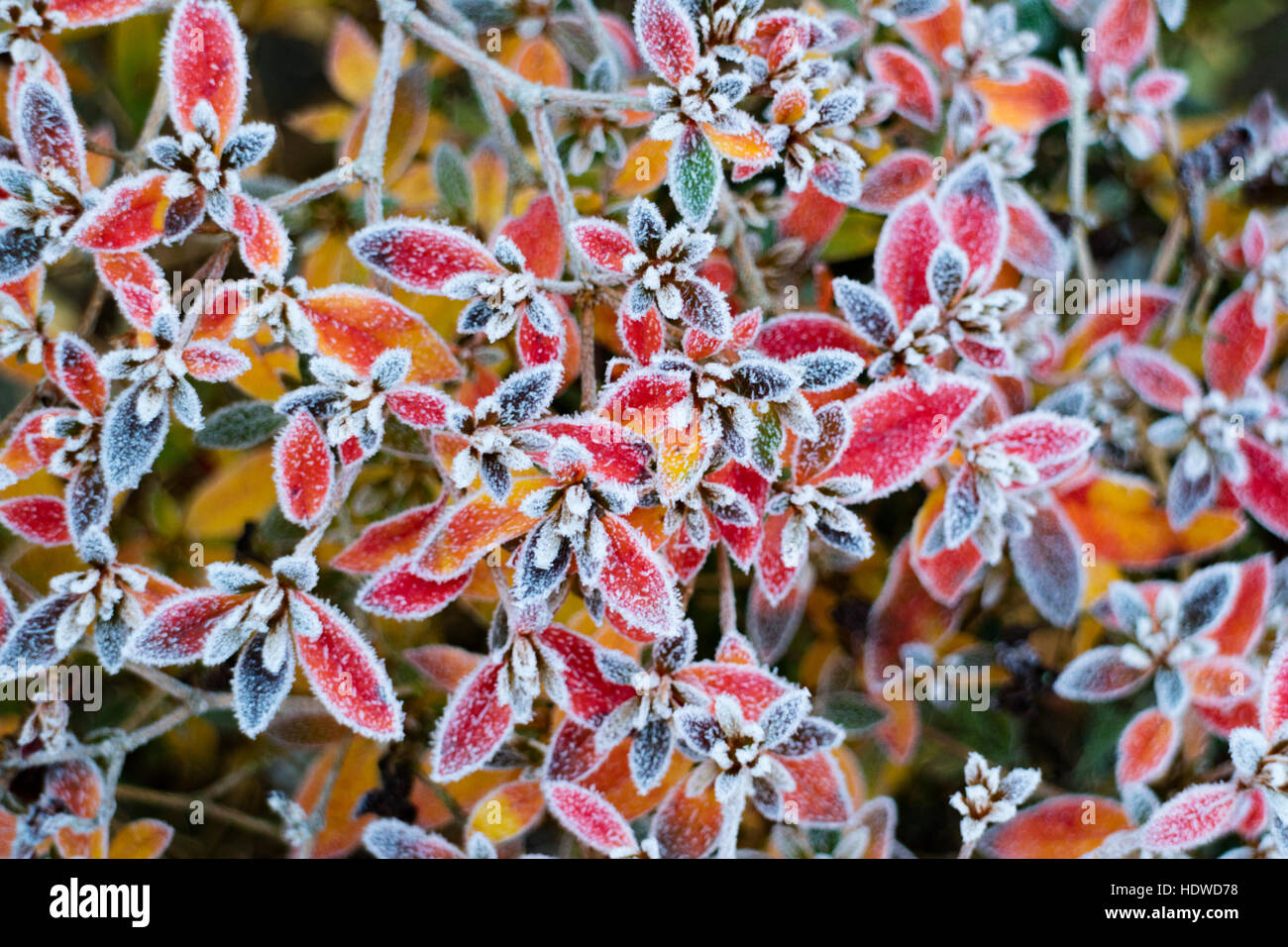 Azalea in winter colour after an overnight frost Stock Photo - Alamy