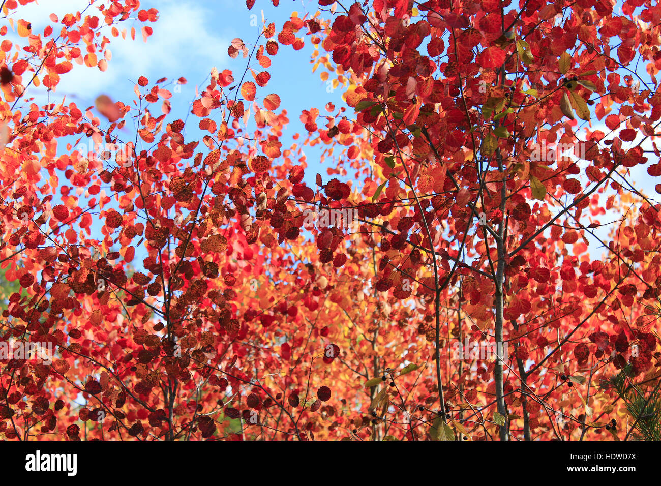 Asp tree hi-res stock photography and images - Alamy