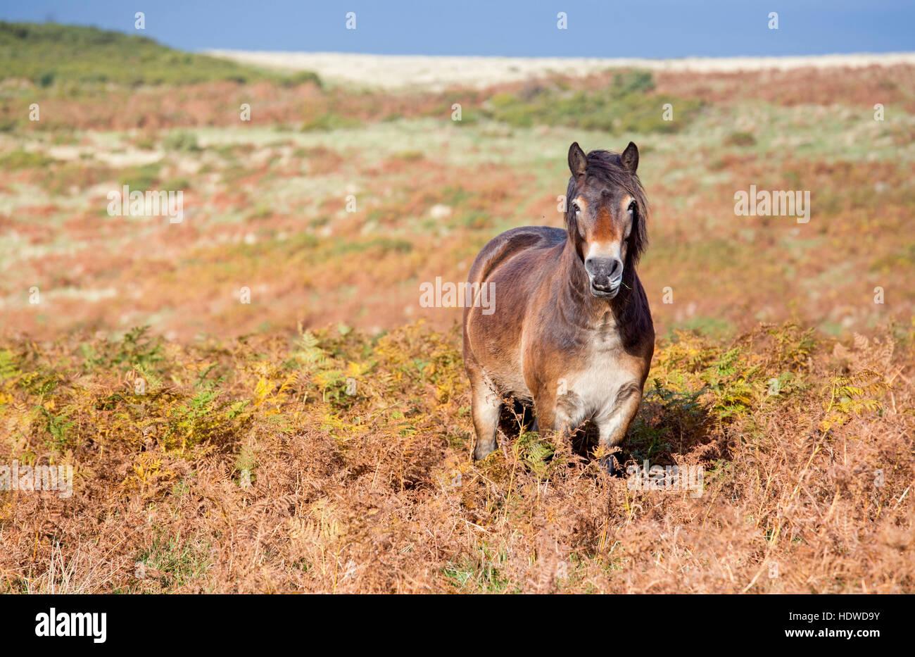 Wild Exmoor pony, Exmoor National Park, Somerset, England, UK Stock ...