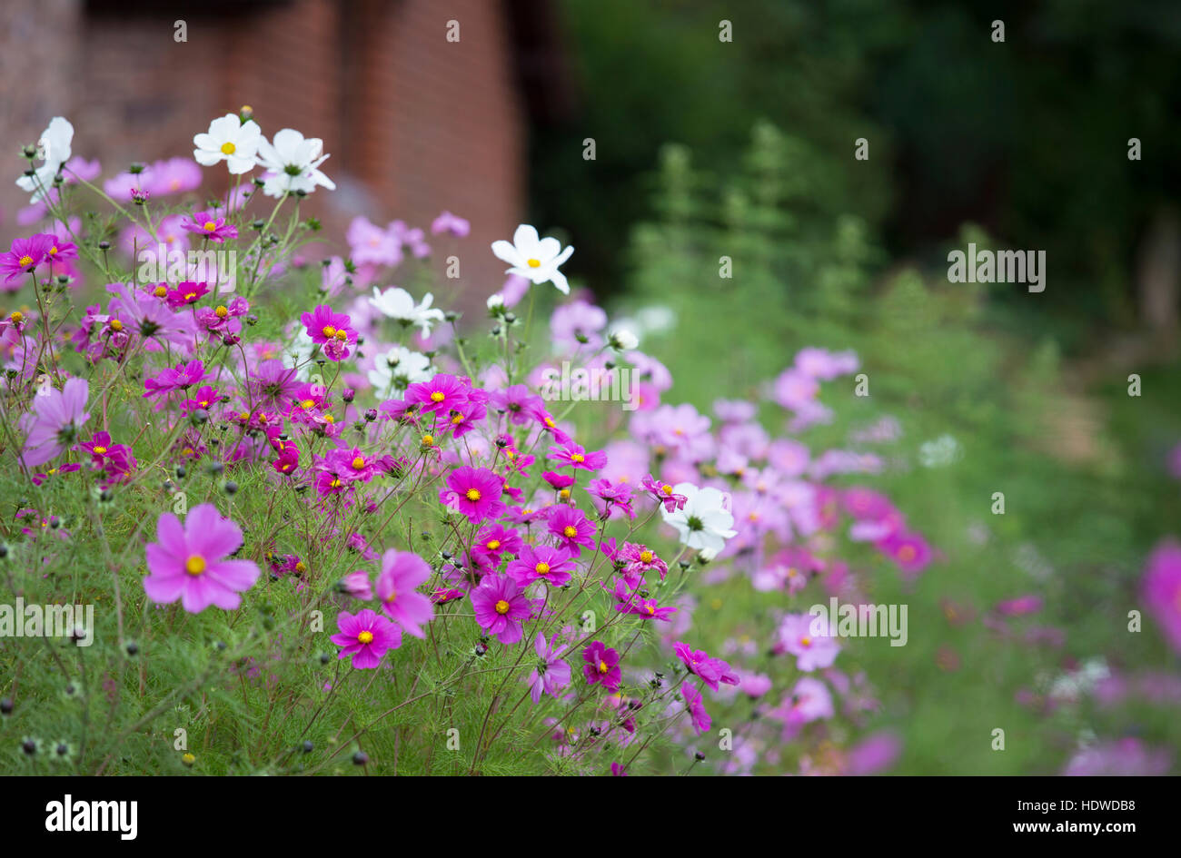 Cosmos plants hi-res stock photography and images - Alamy