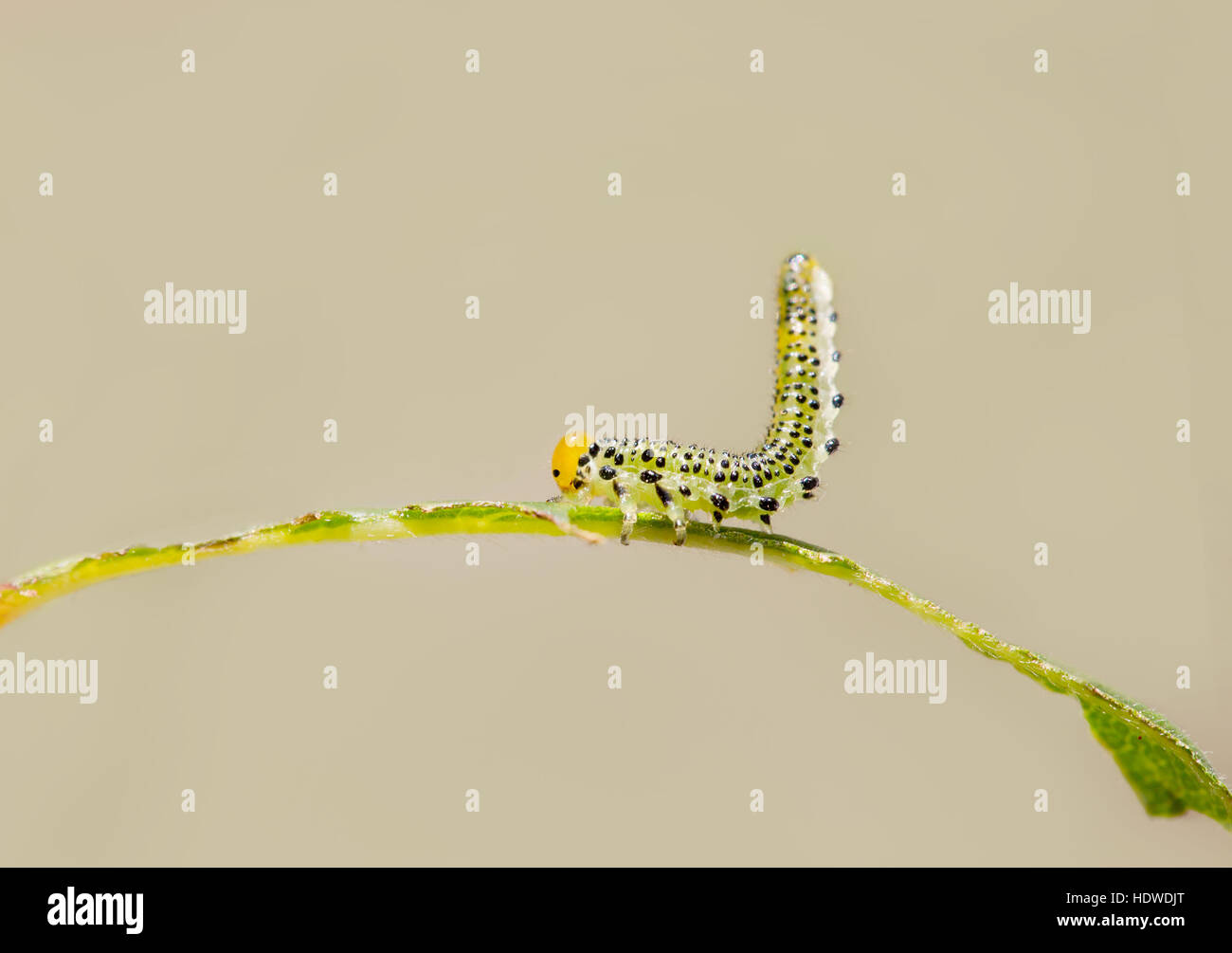 Defensive mechanism hi-res stock photography and images - Alamy