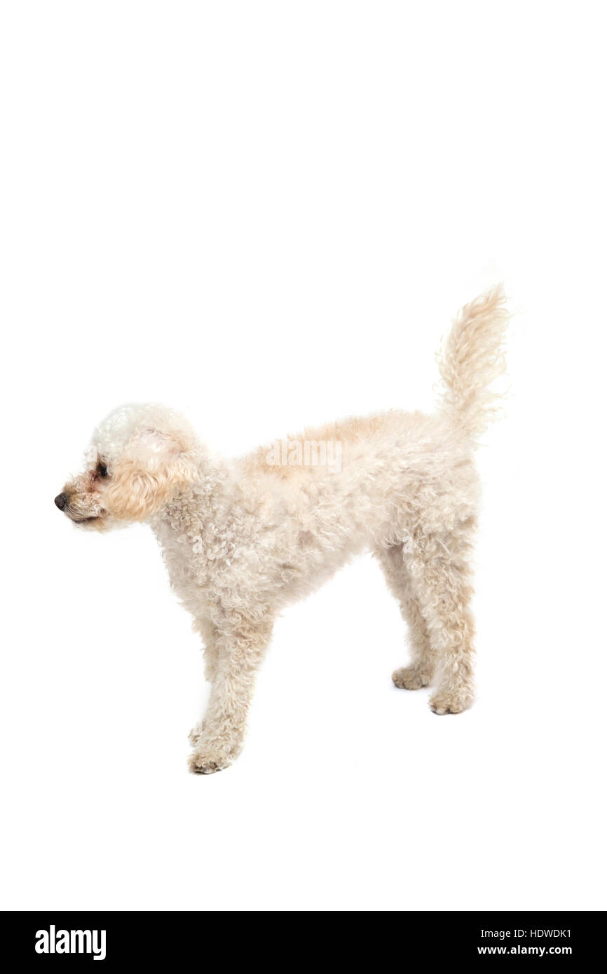 Cute little white poodle isolated on white Stock Photo - Alamy