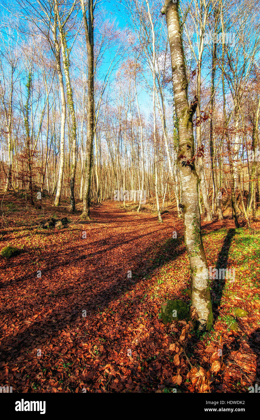 Beech forest exterior beech forest exterior hi-res stock photography ...