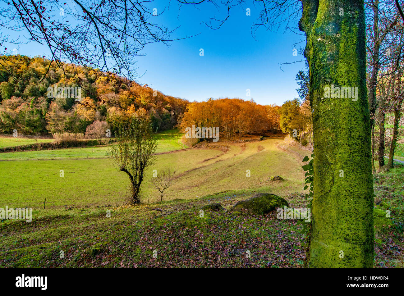 Colorful forest with green field and trees Stock Photo - Alamy