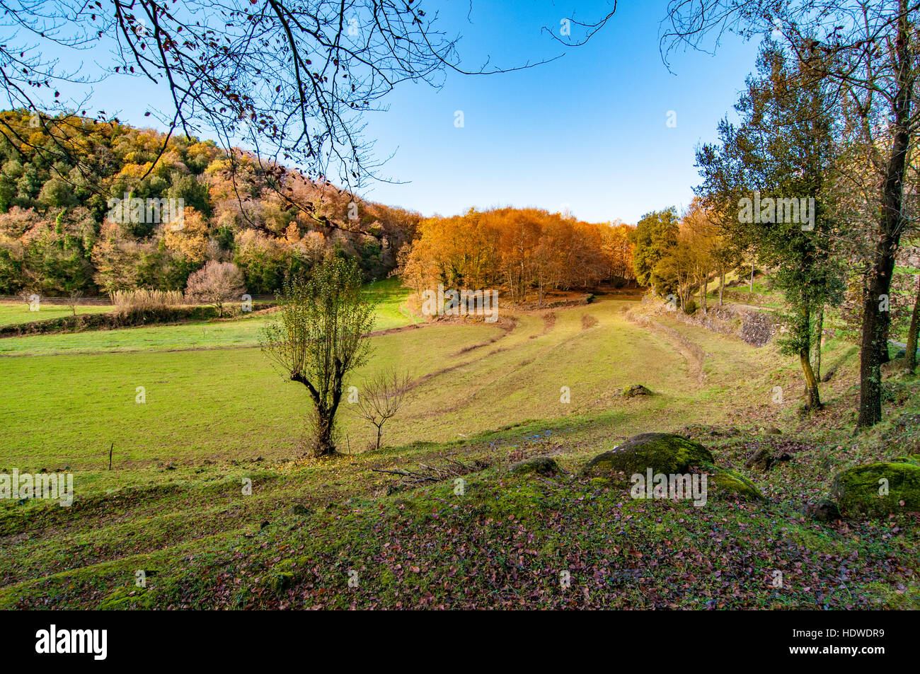 Colorful forest with green field and trees Stock Photo - Alamy