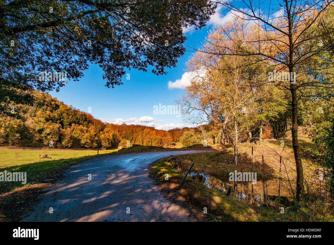 Colorful forest with green field and trees Stock Photo - Alamy