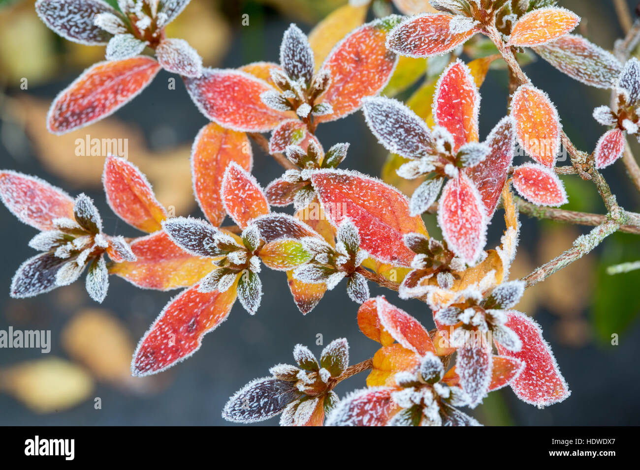Azalea in winter colour after an overnight frost Stock Photo - Alamy