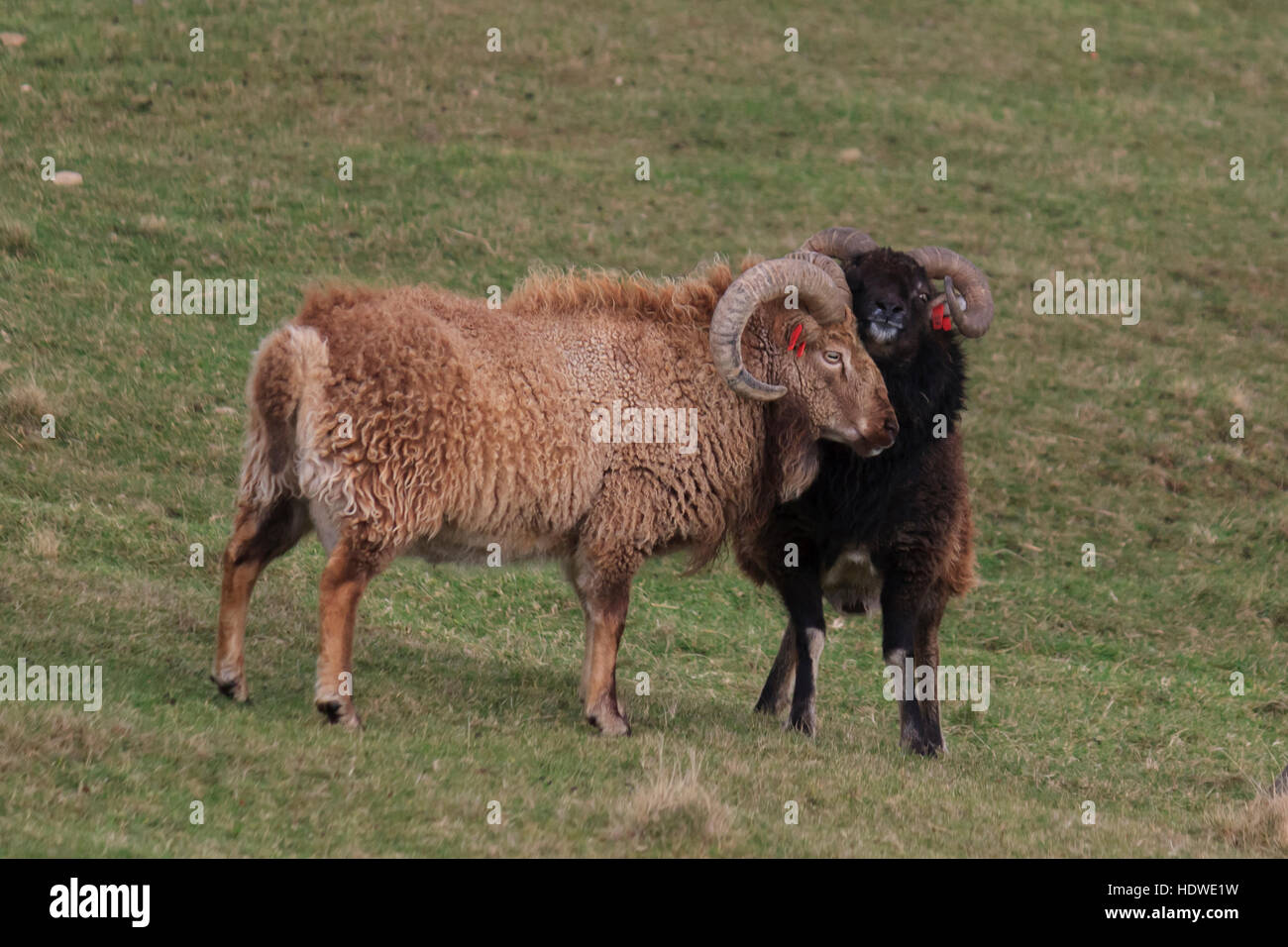 Two mature Soay rams during the autumn rut, on the island of Hirta, St ...