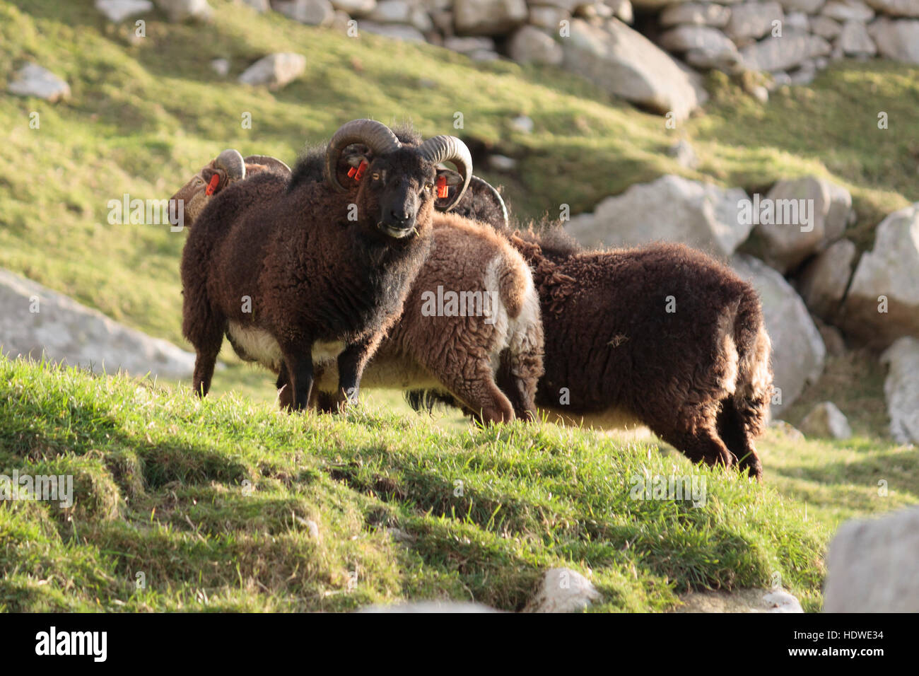 Soay sheep hi-res stock photography and images - Alamy