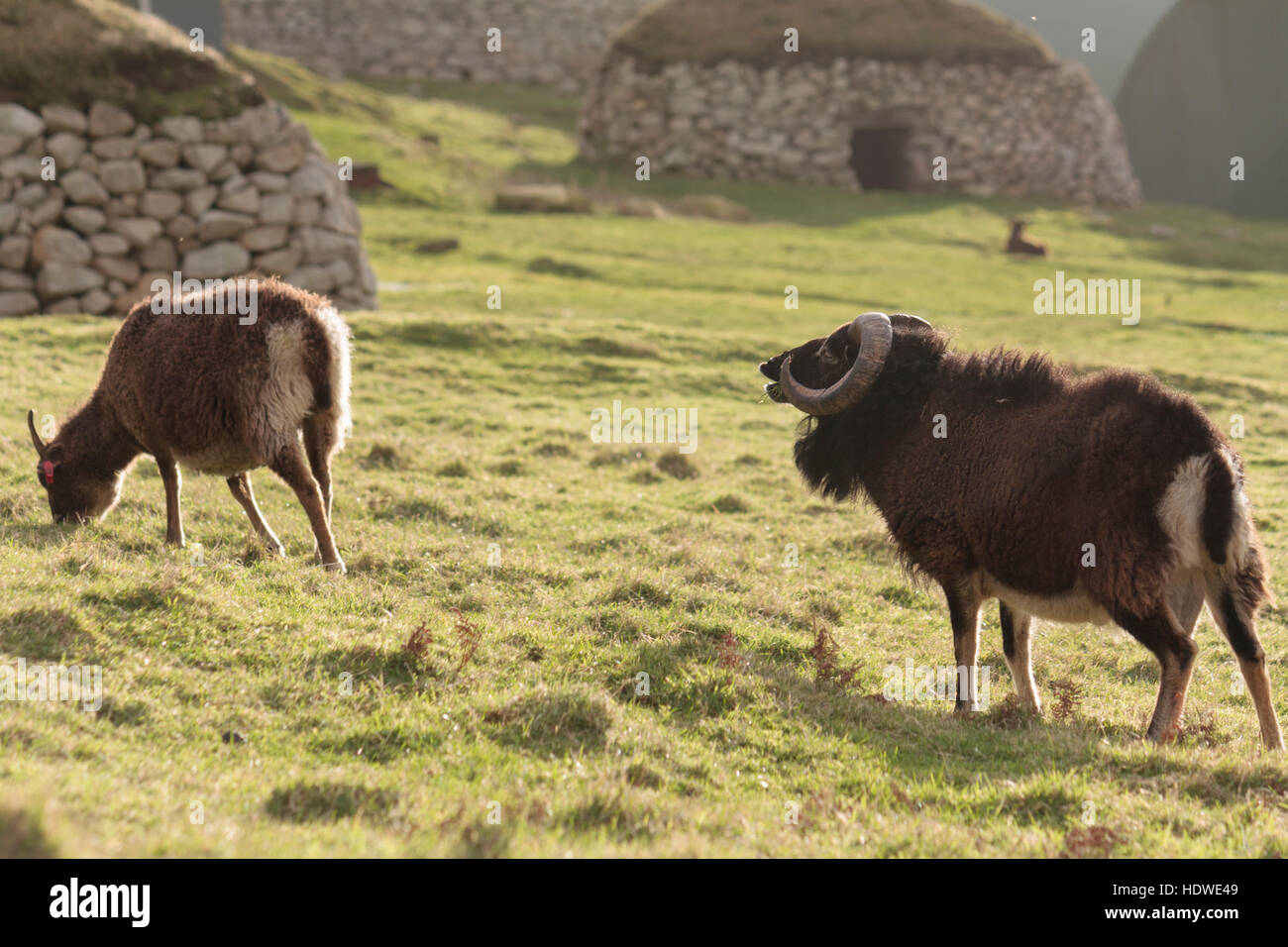 Ram and ewe during rut hi-res stock photography and images - Alamy