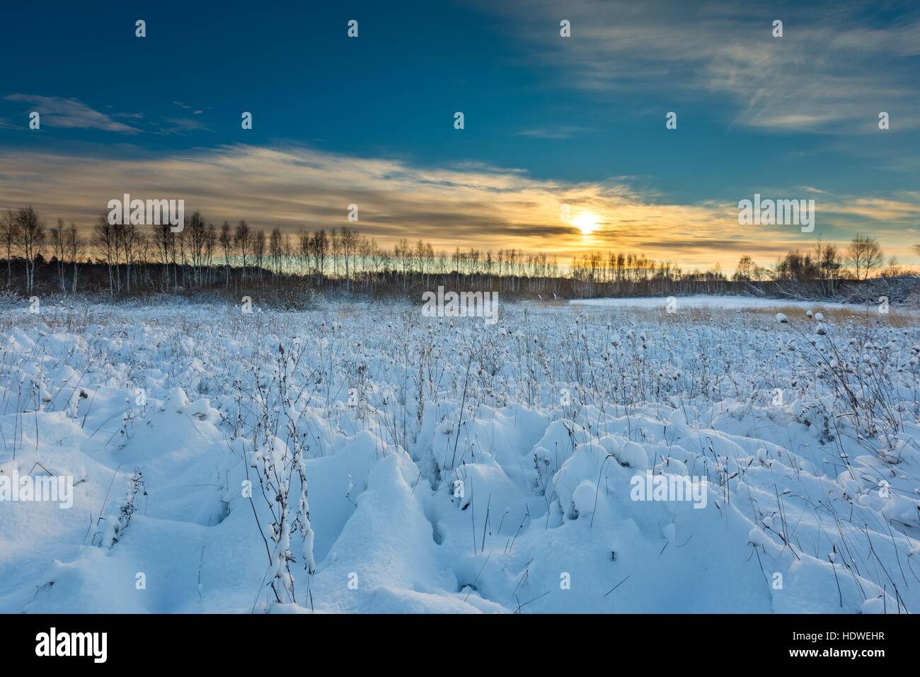 Beautiful winter field and trees landscape. Snow covered polish ...