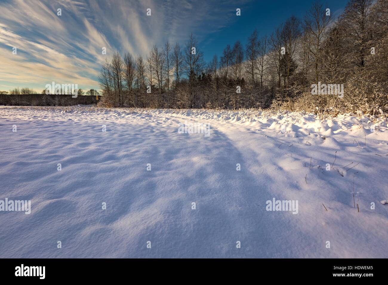 Beautiful winter field and trees landscape. Snow covered polish ...