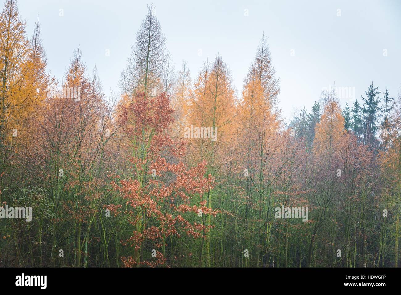 Close up of tree tops of larch and oak forest. Trees in forest ...