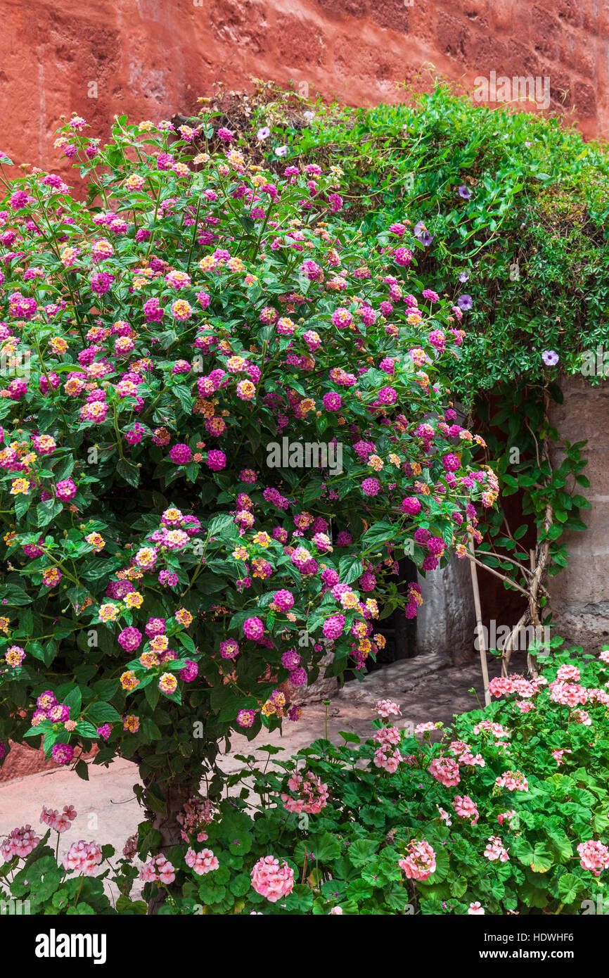 Arequipa geraniums peru hi-res stock photography and images - Alamy
