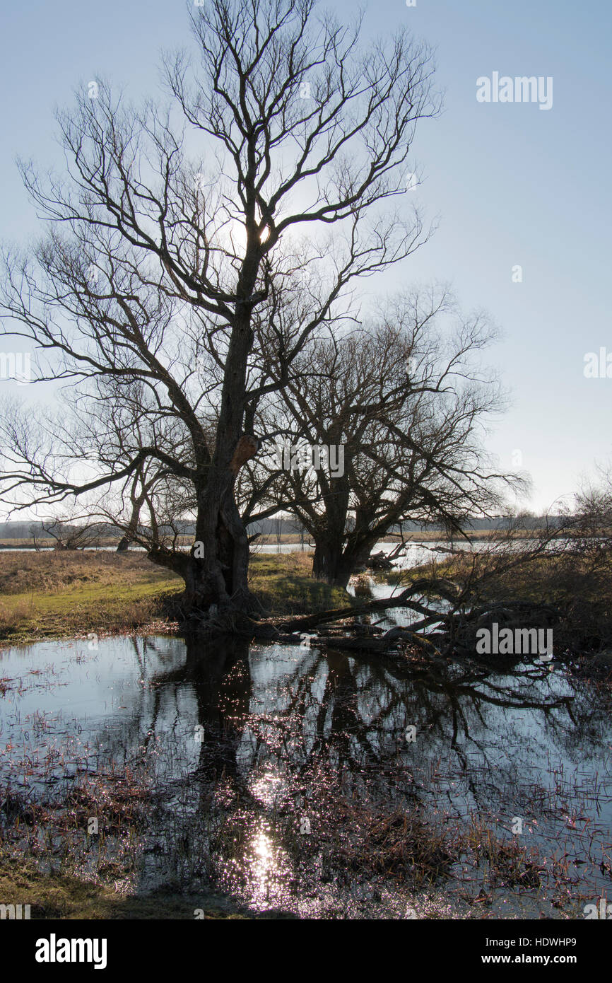 Trees on the river bank Stock Photo - Alamy