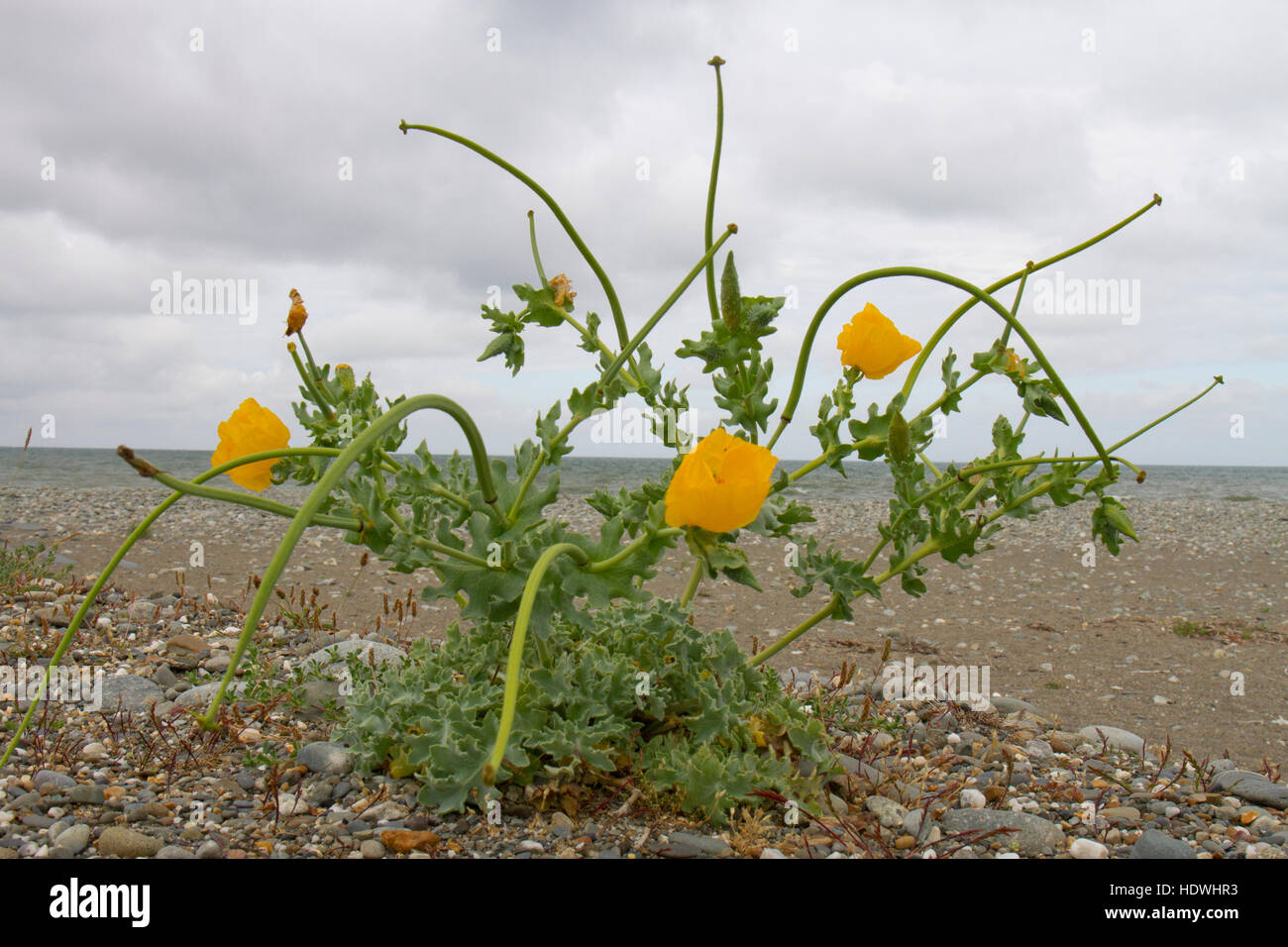 Yellow Horned-poppy (Glaucium flavum) flowering on a shingle beach ...