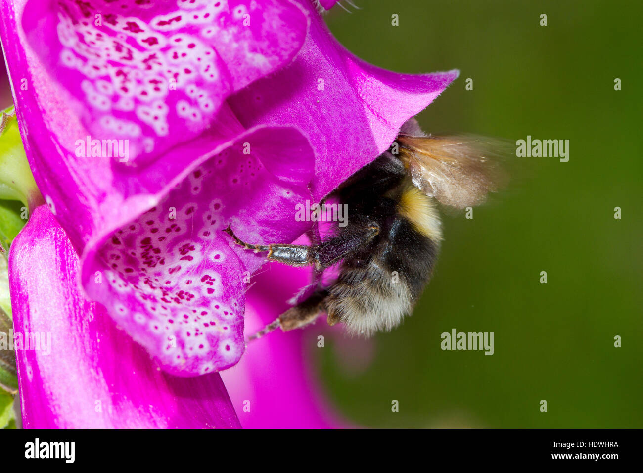 Garden bumblebee (Bombus hortorum) adult worker feeding on a Foxglove ...