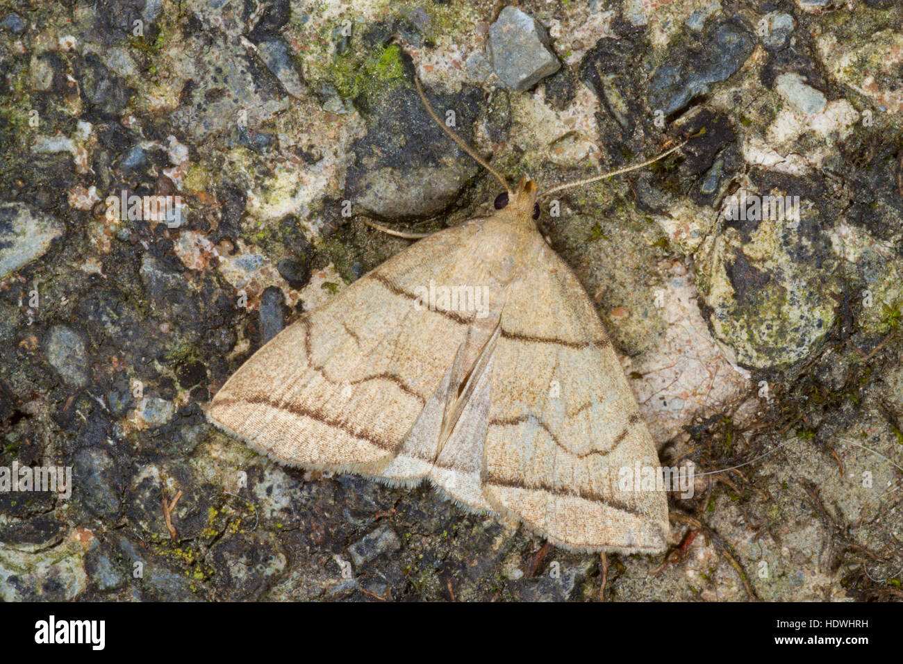 Herminia moth hi-res stock photography and images - Alamy