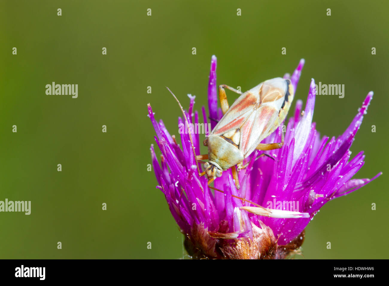 Mirid bug (Calocoris roseomaculatus) adult feeding in a Knapweed flower ...