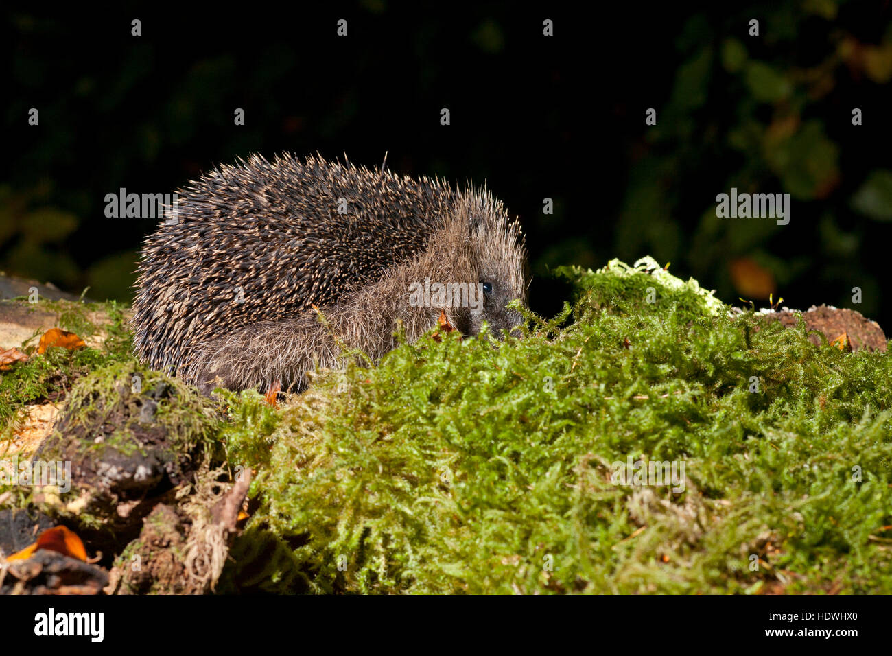 Mammals western european hedgehog insectivores animals wildlife hi-res ...