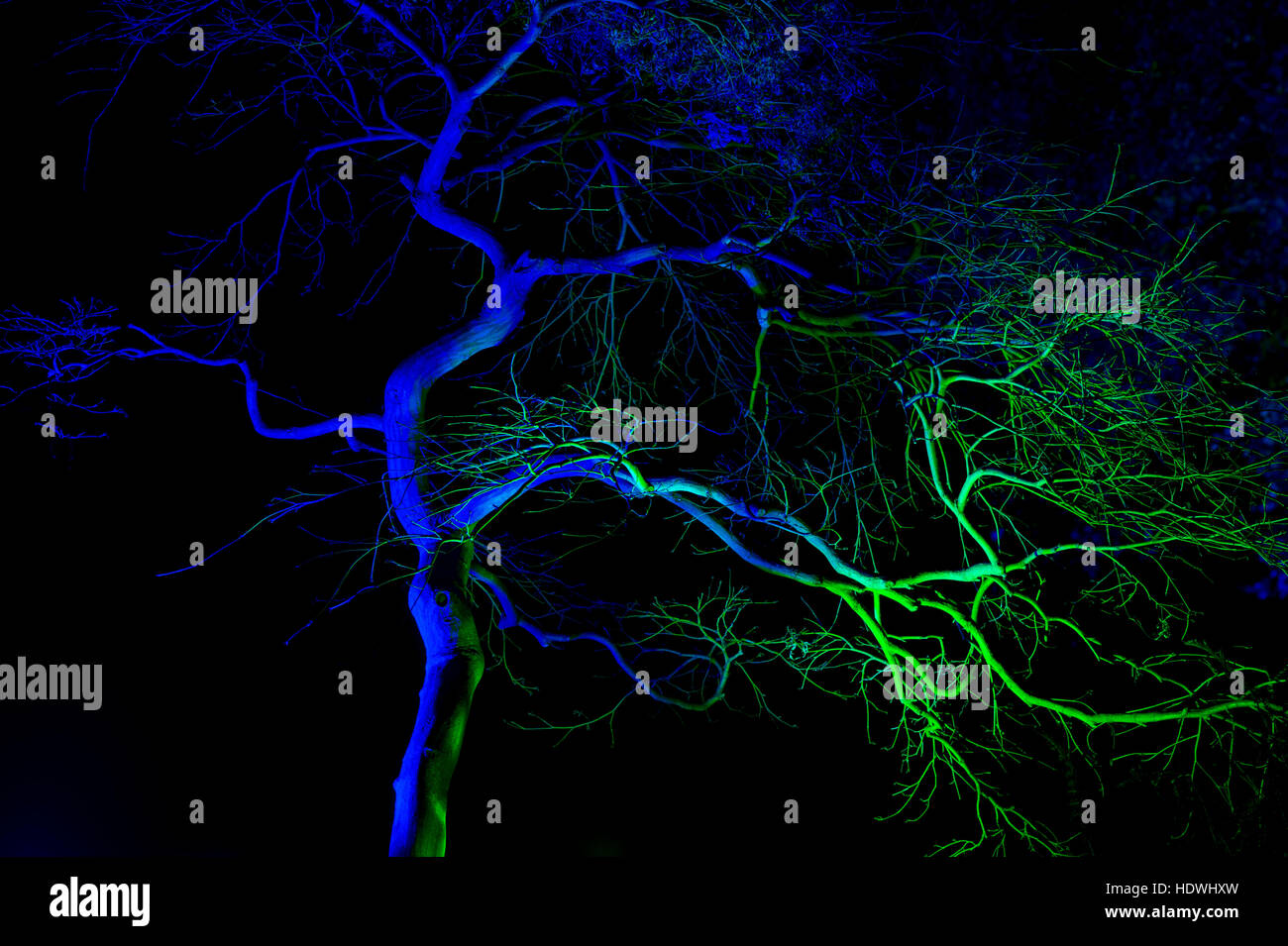 Acer tree lit by blue and green lights at RHS Wisley gardens, Surrey ...