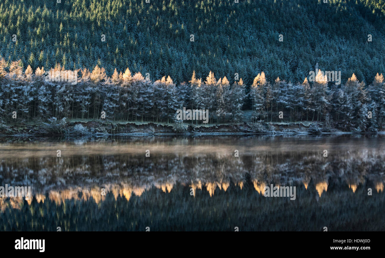 Frosty Winter pine trees and reflections in a loch. Scottish Borders ...