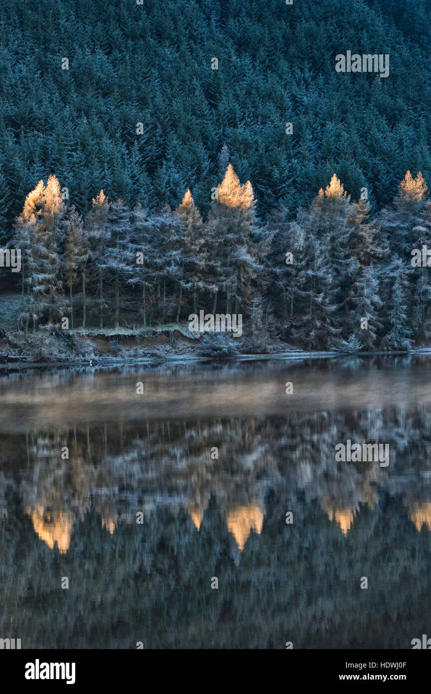 Frosty Winter pine trees and reflections in a loch. Scottish Borders ...