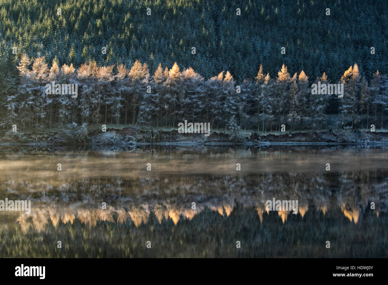 Frosty Winter pine trees and reflections in a loch. Scottish Borders ...