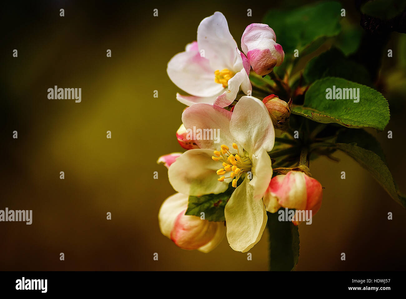 Flowers of apple tree in spring Stock Photo - Alamy