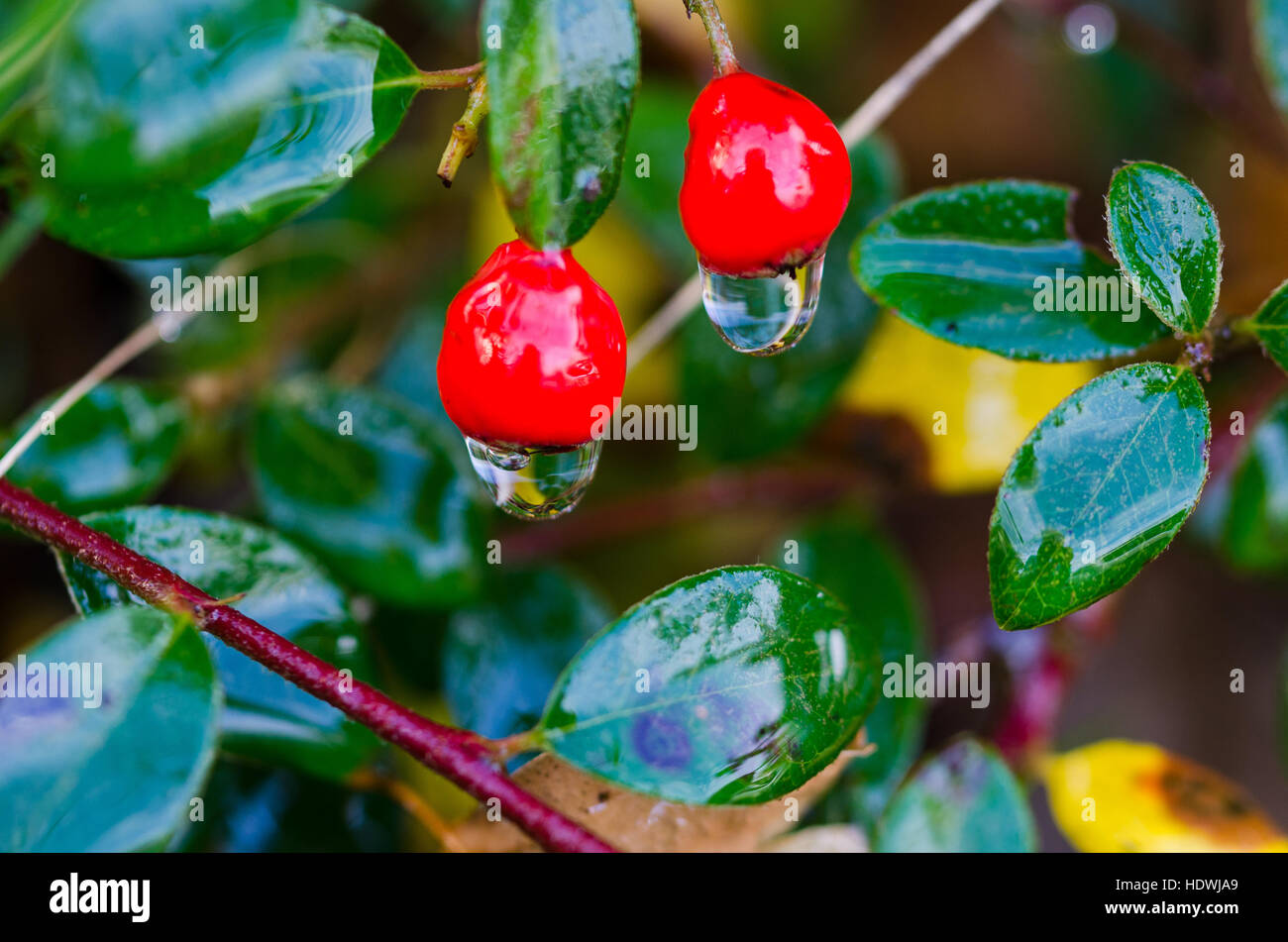 Hanging waterdrops hi-res stock photography and images - Alamy