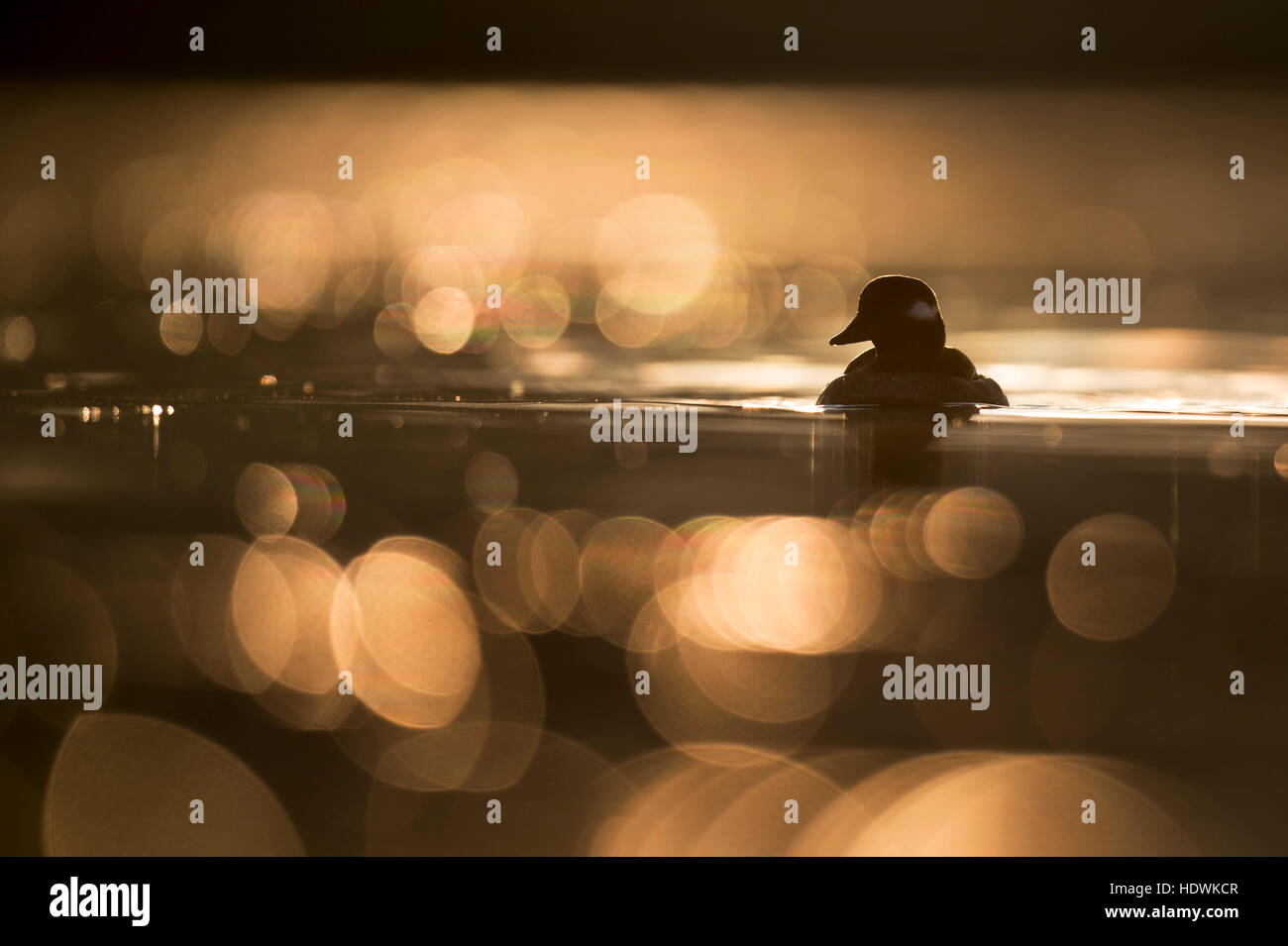 A female hen Bufflehead duck swims through the golden morning sunlight ...