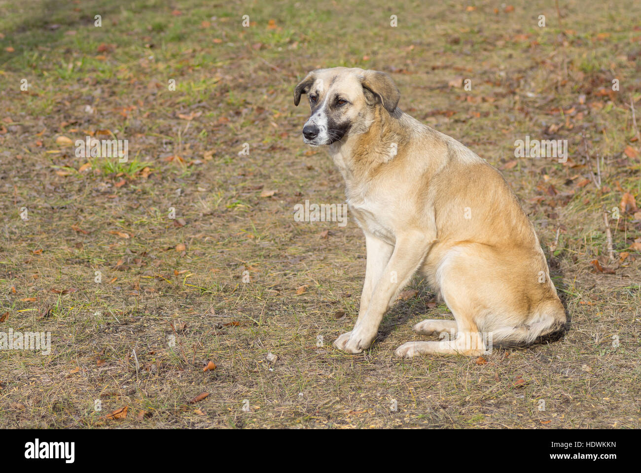 Sad stray dog sitting on a dry grass Stock Photo - Alamy
