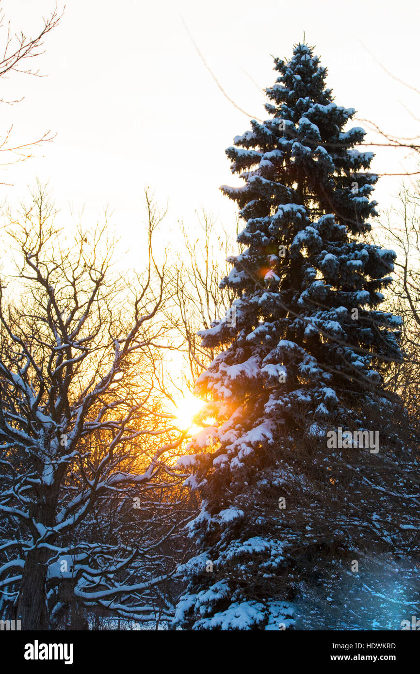 Canadian winter landscape with Fir (Abies) forest in Canada Stock Photo ...