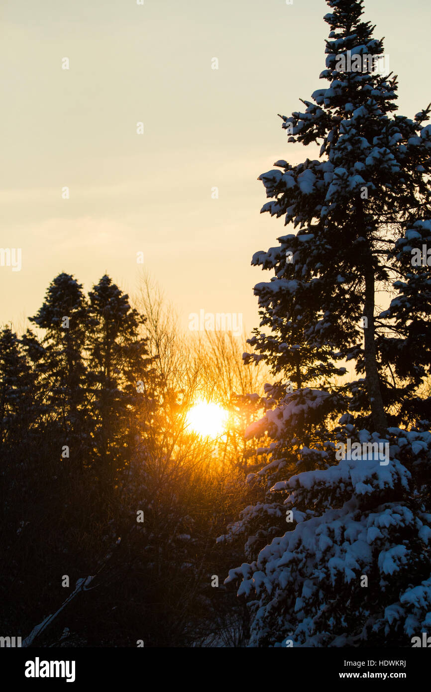 Canadian winter landscape with Fir (Abies) forest in Canada Stock Photo ...