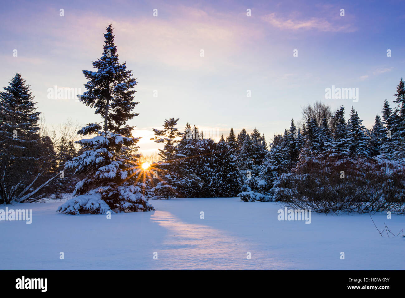 Canadian winter landscape with Fir (Abies) forest in Canada Stock Photo ...