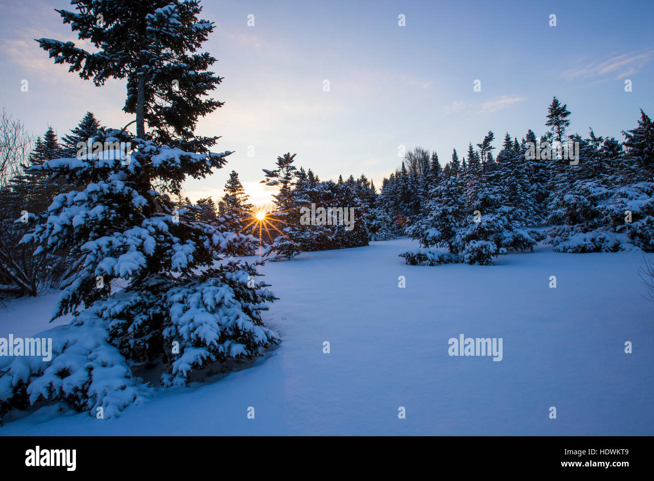 Canadian winter landscape with Fir (Abies) forest in Canada Stock Photo ...