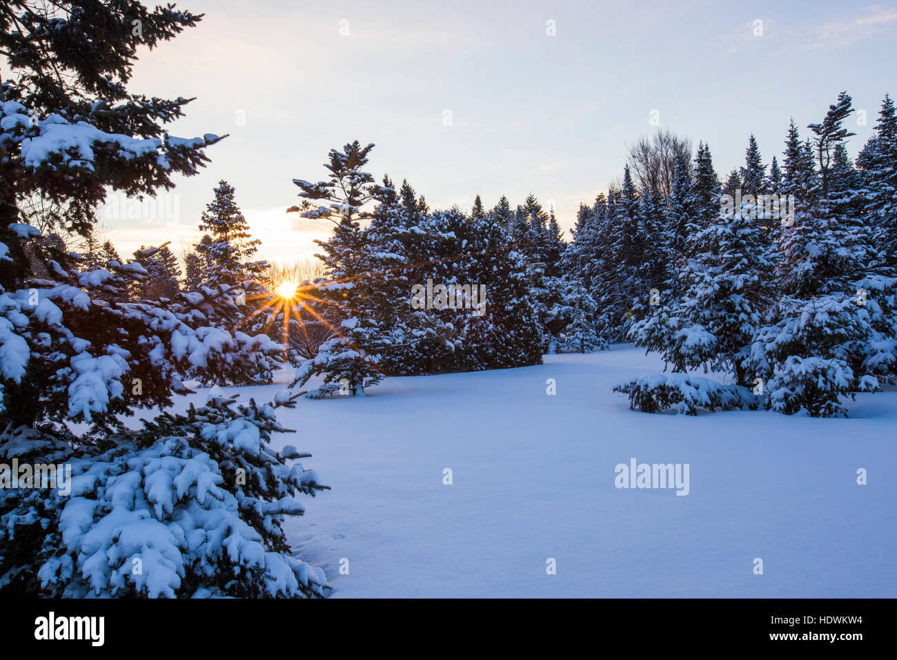Canadian winter landscape with Fir (Abies) forest in Canada Stock Photo ...